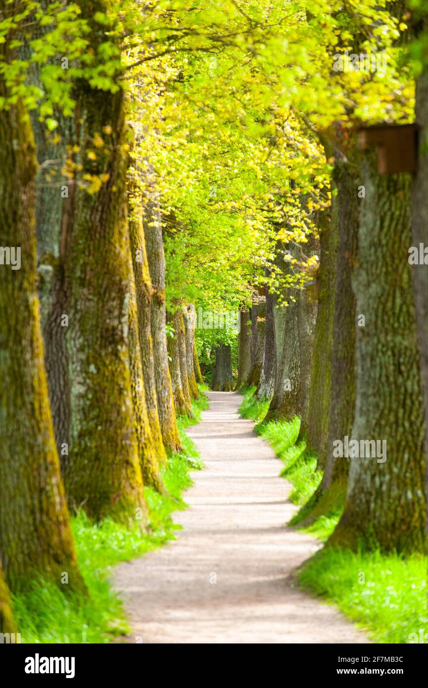 small footpath through oak tree alley Stock Photo - Alamy