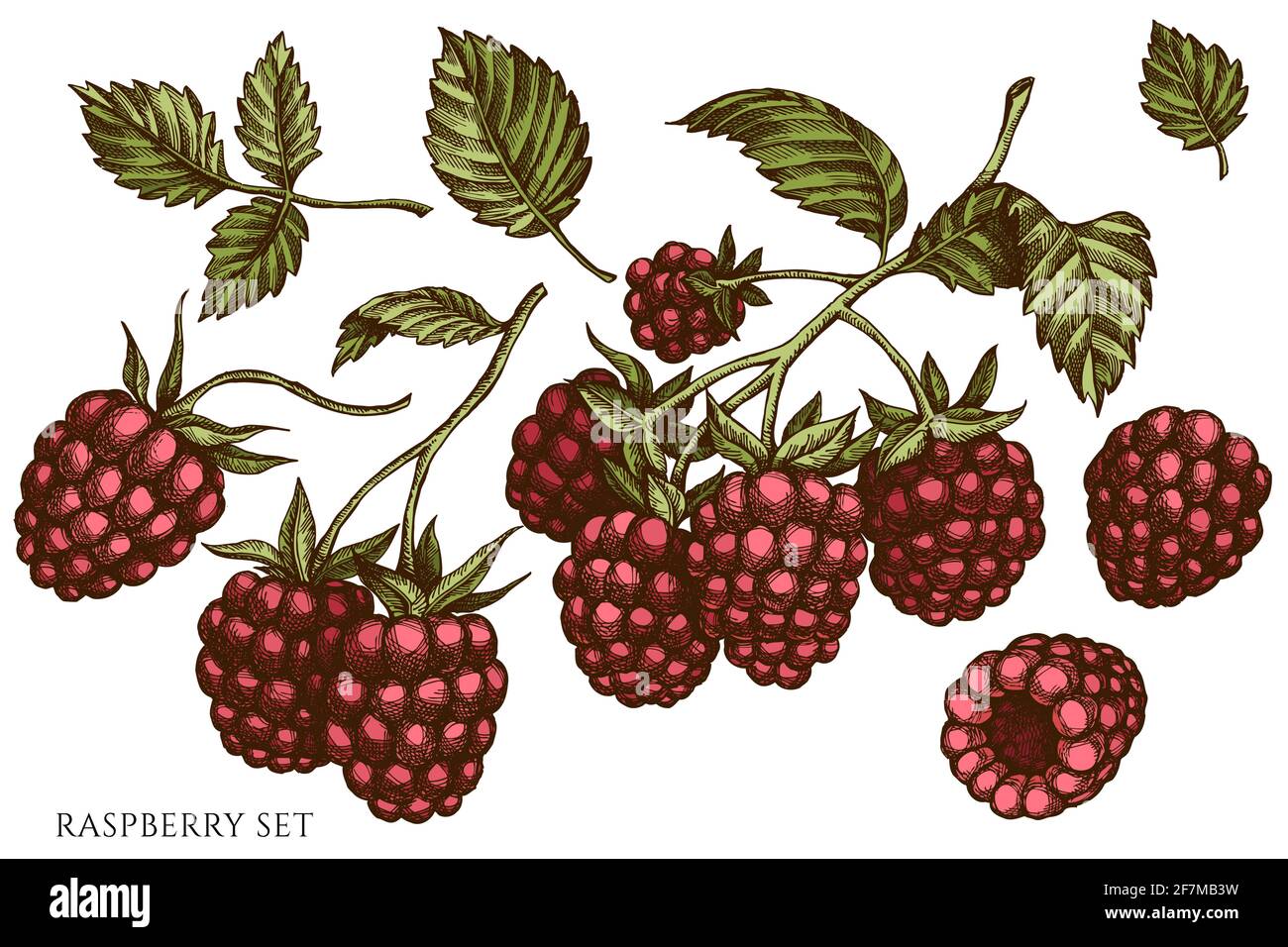 Vector set of hand drawn colored raspberry Stock Vector Image & Art - Alamy