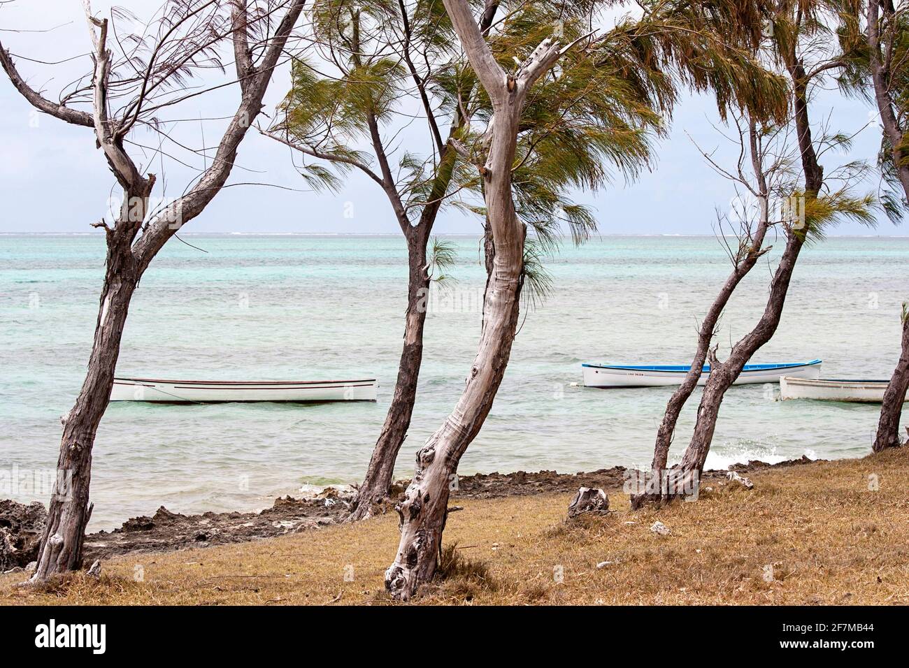 Indian pine fish hi-res stock photography and images - Alamy