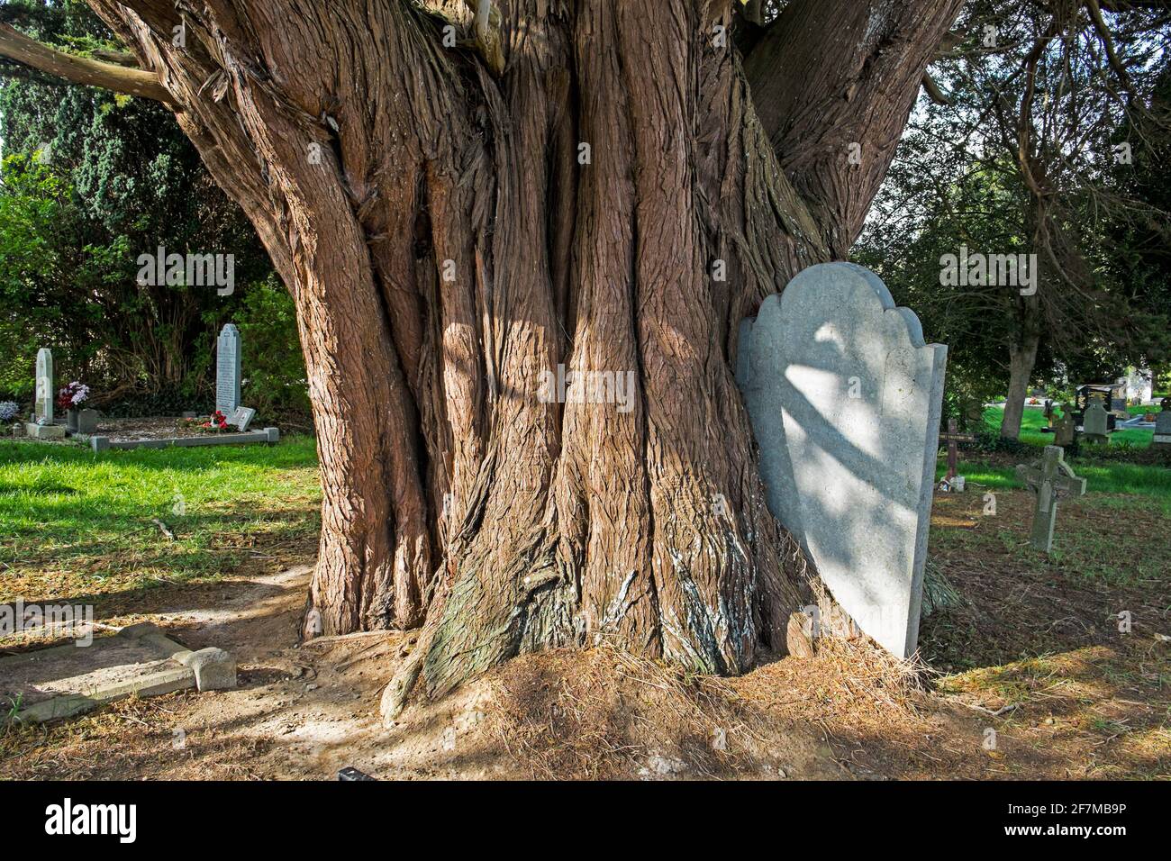 Yew tree hi-res stock photography and images - Alamy