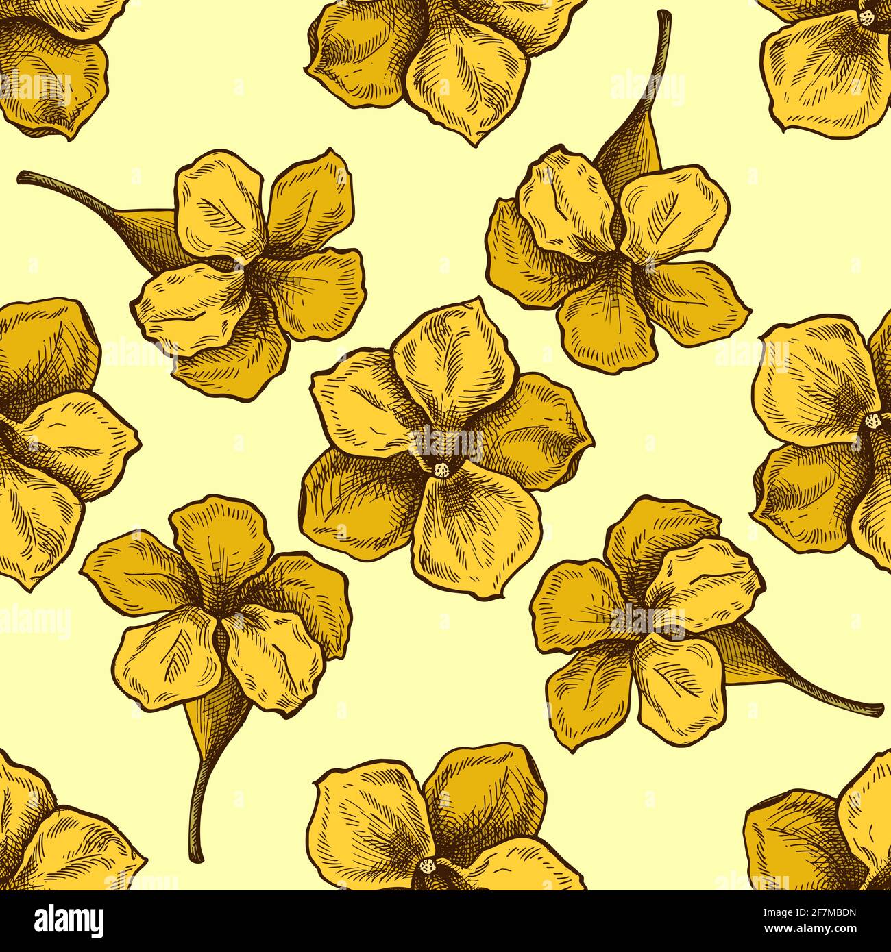 Allamanda brazil Stock Vector Images - Alamy