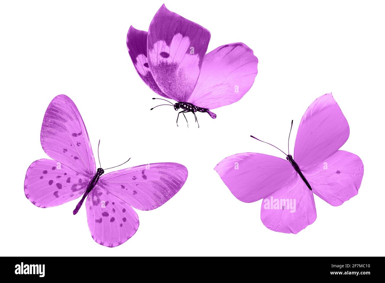 Pink butterflies isolated on white background. tropical moths. insects ...