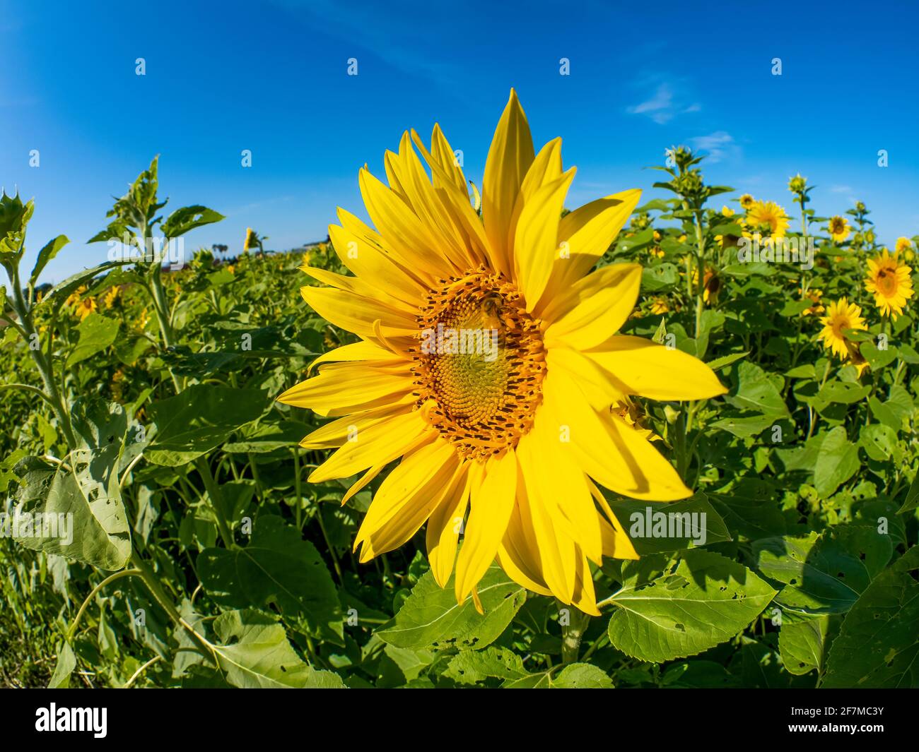 Big blue flower hi-res stock photography and images - Alamy