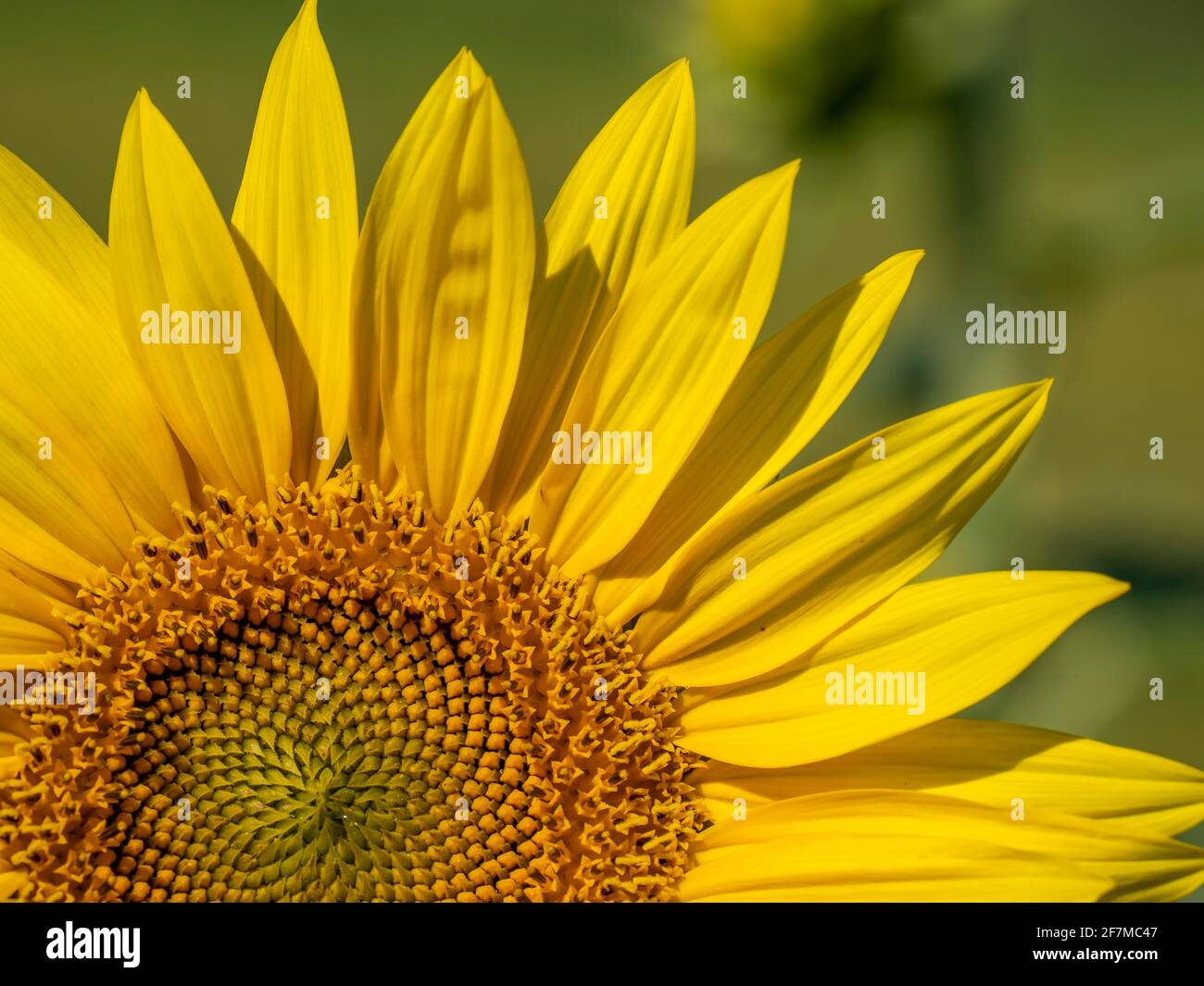 Closeup of sunflowers hi-res stock photography and images - Alamy