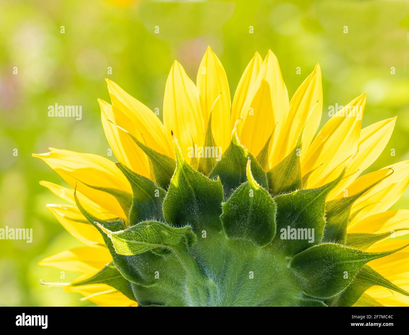 Sunflower light hi-res stock photography and images - Alamy