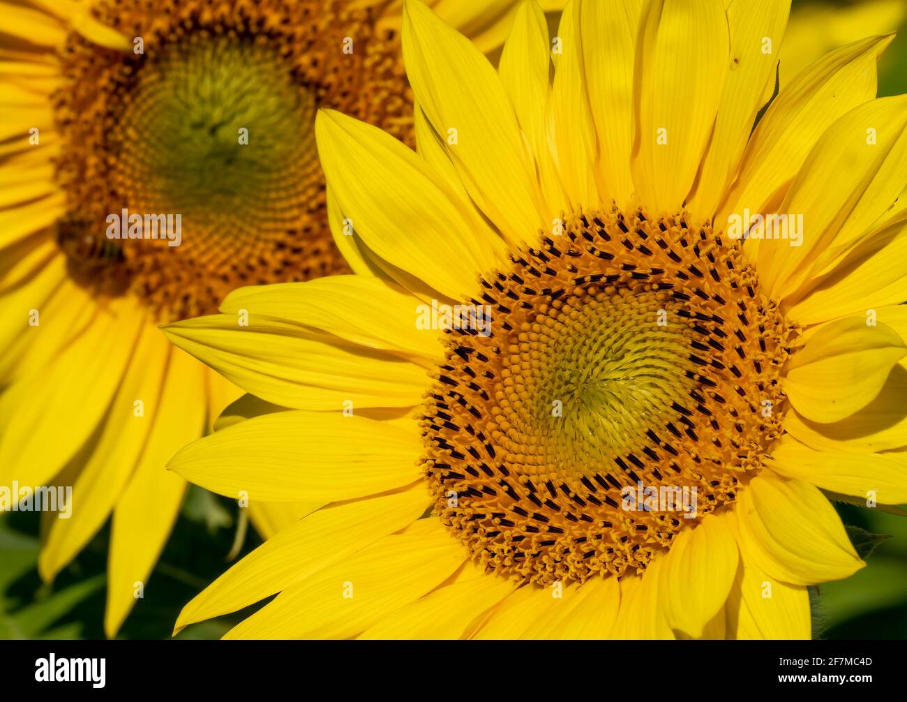 Closeup of Sunflowers filling frame Stock Photo - Alamy