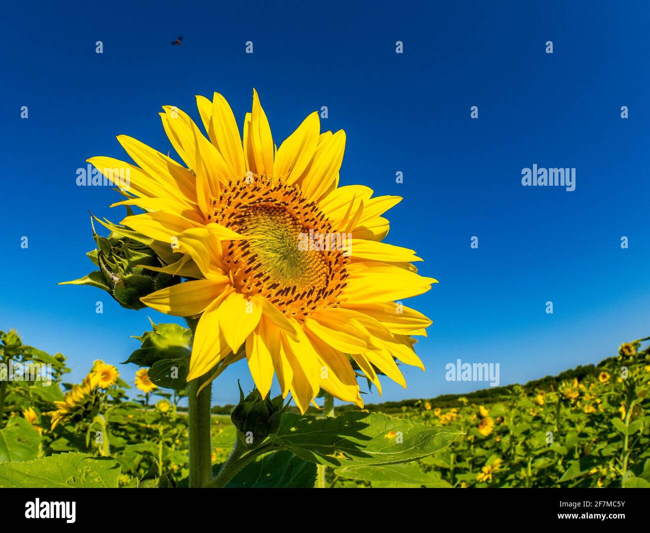 Blue sky and sunflower hi-res stock photography and images - Alamy