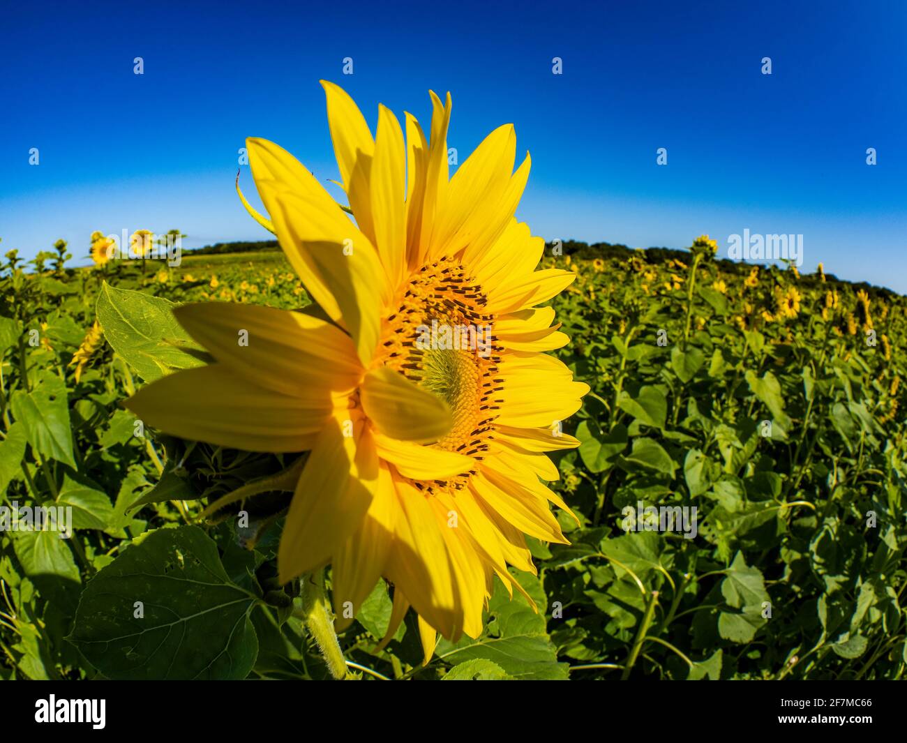 Blue sky with sunflower hi-res stock photography and images - Alamy