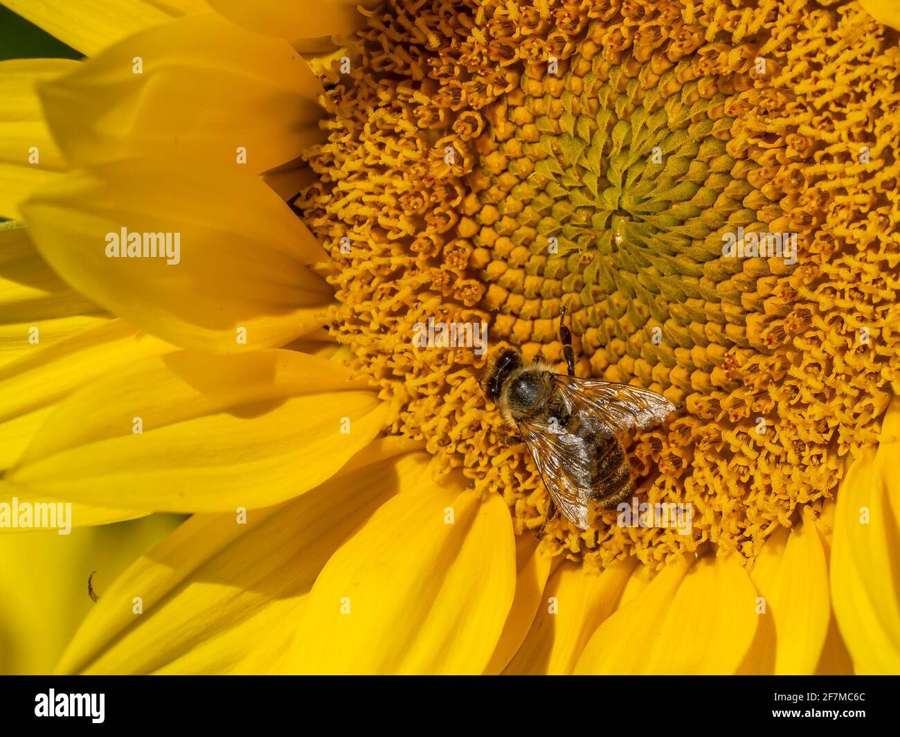 Insect pollination hi-res stock photography and images - Alamy