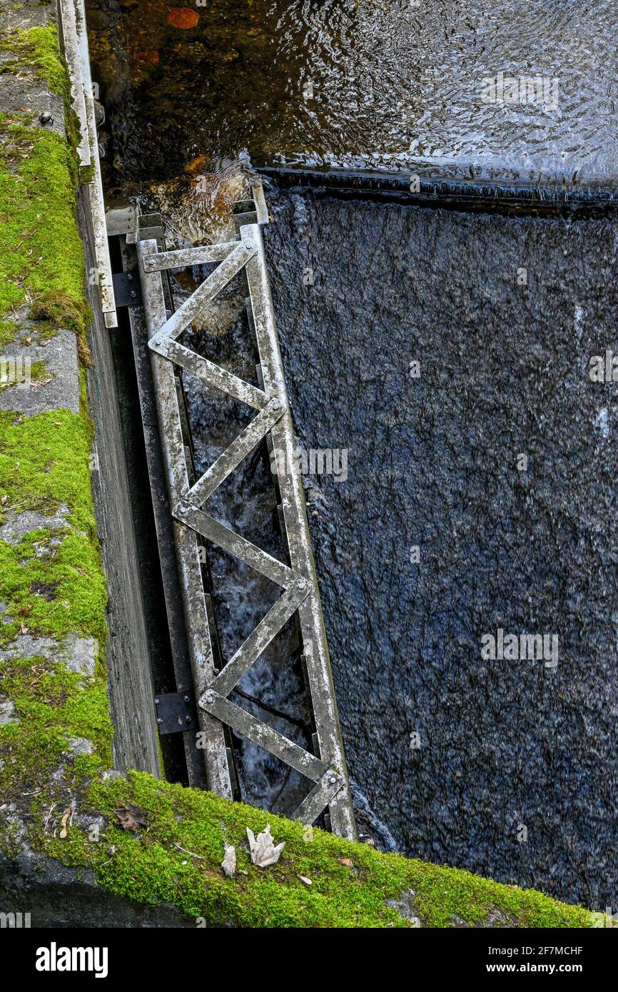 Vancouver salmon ladder hi-res stock photography and images - Alamy
