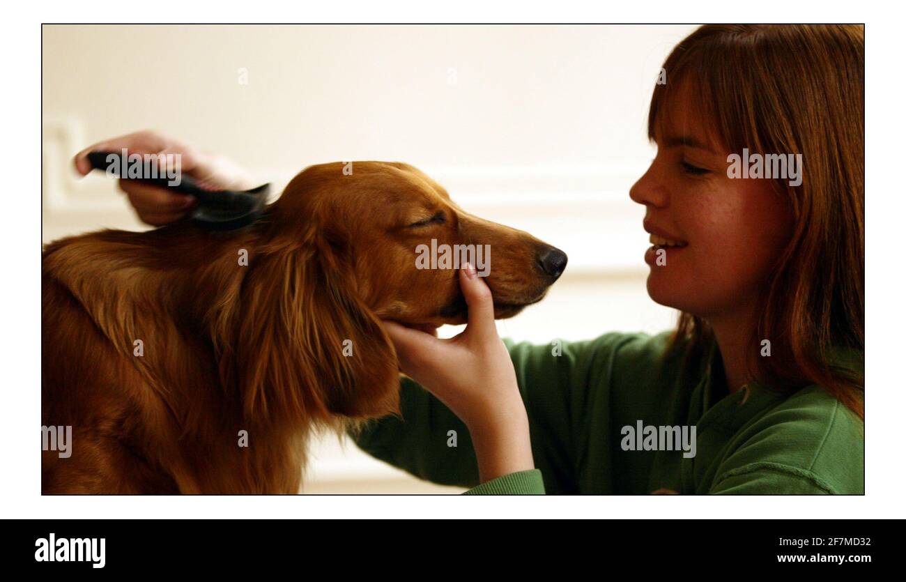 Preparing for the ring Rovi Kelner (dachshund) with handler Chamois ...