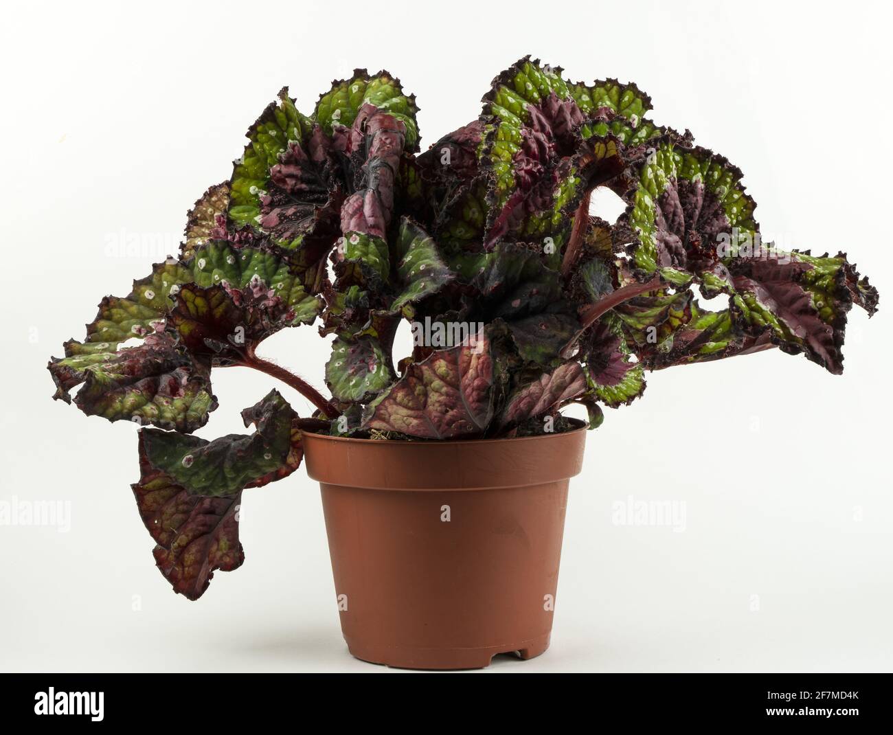 begonia rex in pot with white background Stock Photo - Alamy