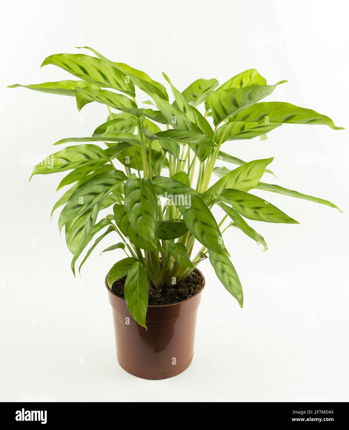 Calathea bachemiana in flowerpot with white background, top view Stock ...