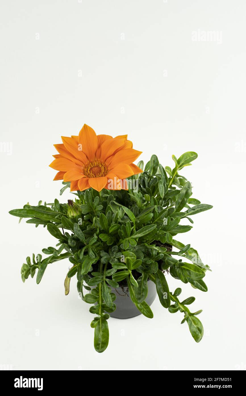 Gazania rigens in pot with white background, top view Stock Photo - Alamy