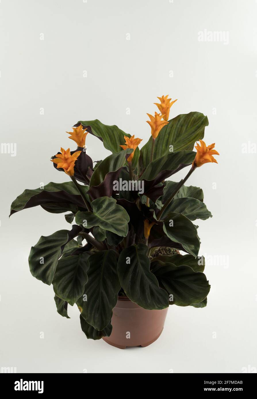 calathea crocata in pot with white background, top view Stock Photo - Alamy