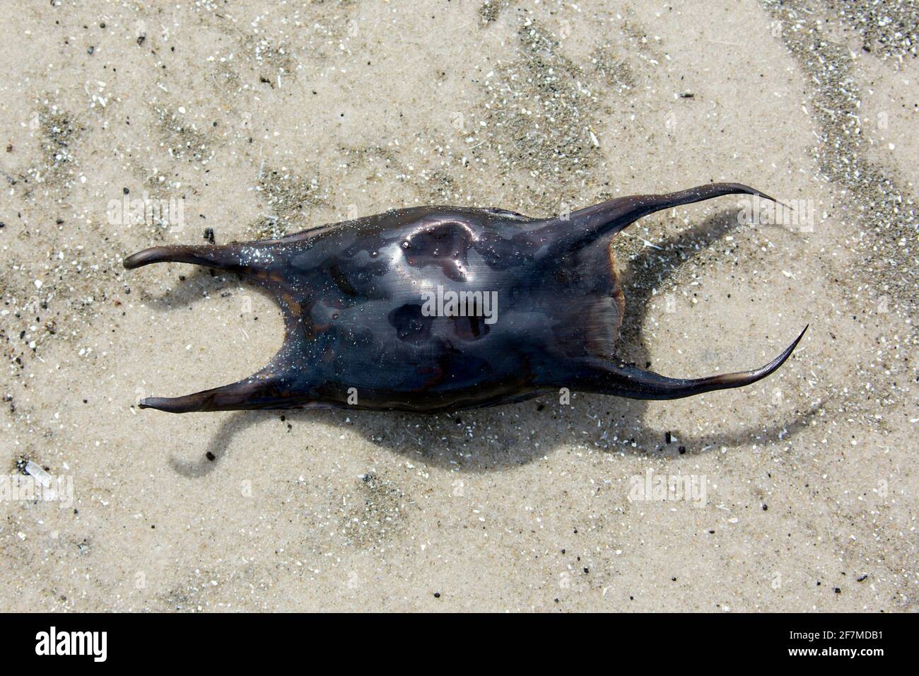 Undulate ray (Raja undulata), eggcase / egg case / egg capsule ...