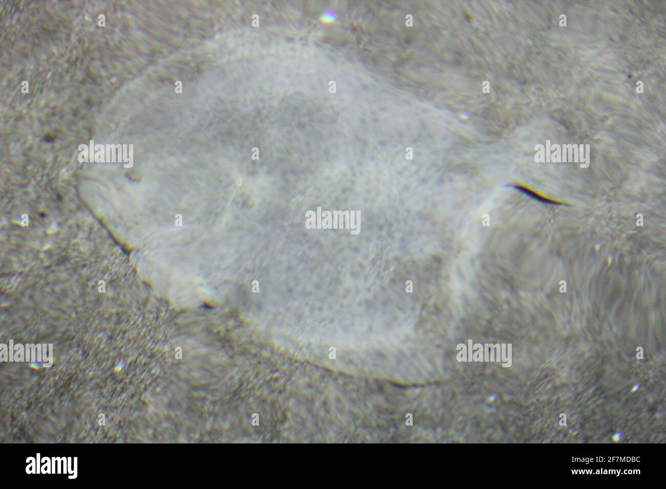 The flatfish (Pleuronectiformes), are one of the genuine bony fish ...