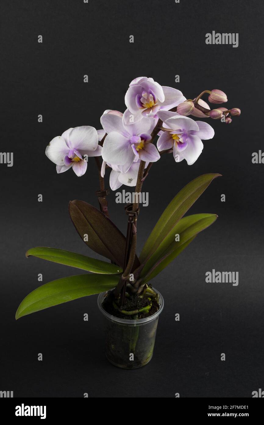 Phalaenopsis amabilis pot hi-res stock photography and images - Alamy