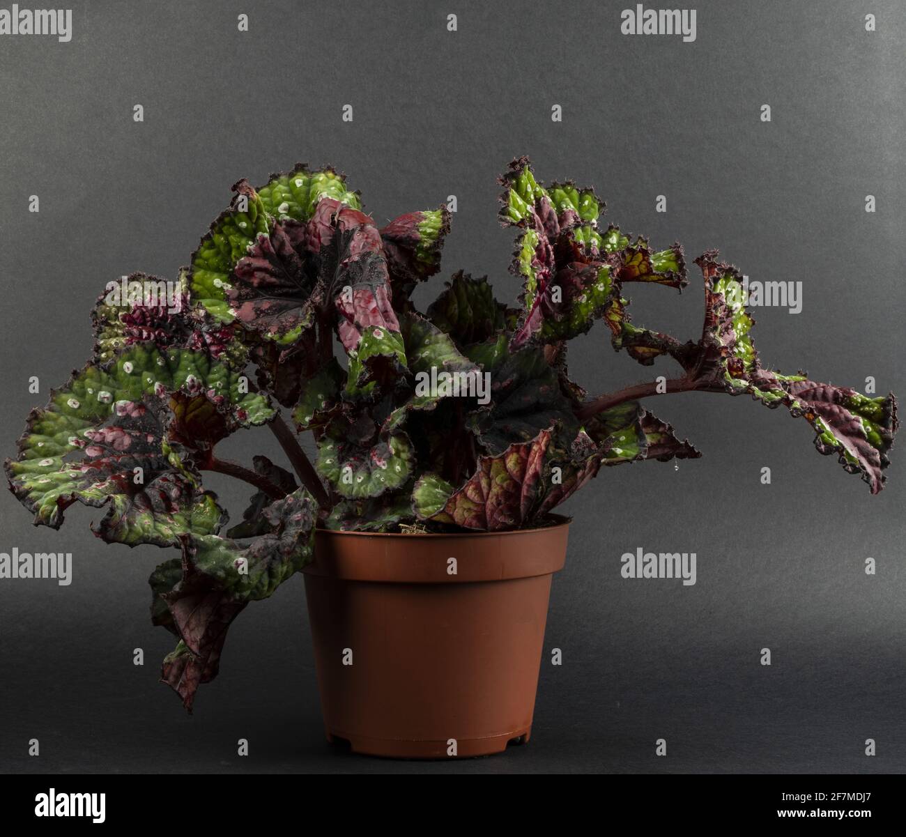 begonia rex in pot with black background Stock Photo - Alamy