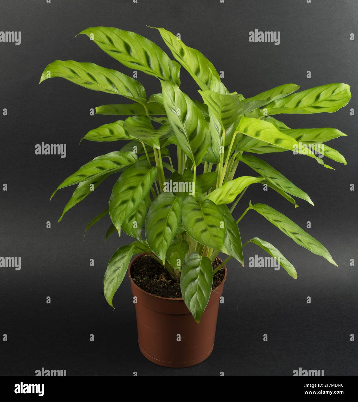 Calathea bachemiana in flowerpot with black background, top view Stock ...
