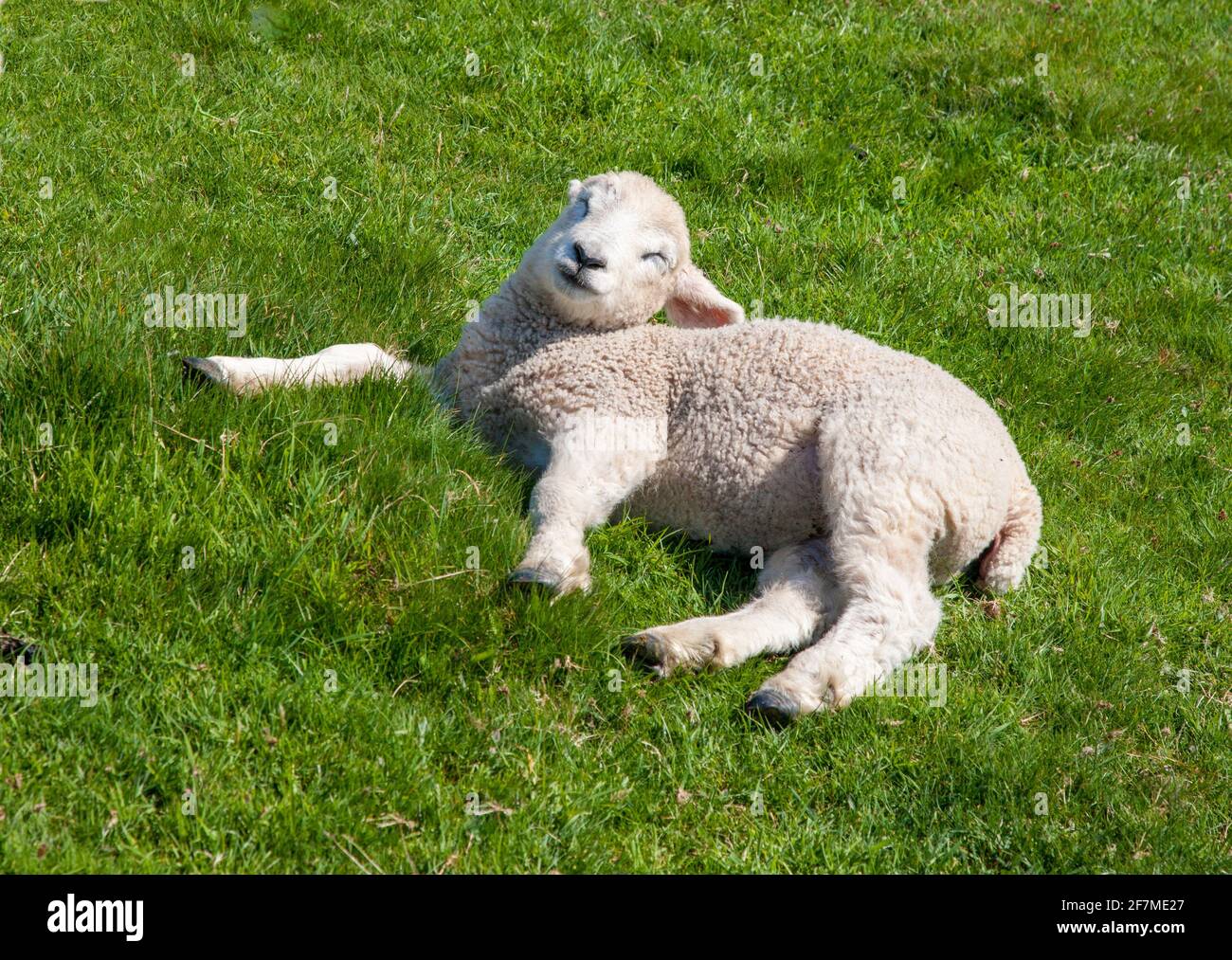 Spring lamb enjoying the sunshine in a Devon field UK Stock Photo - Alamy