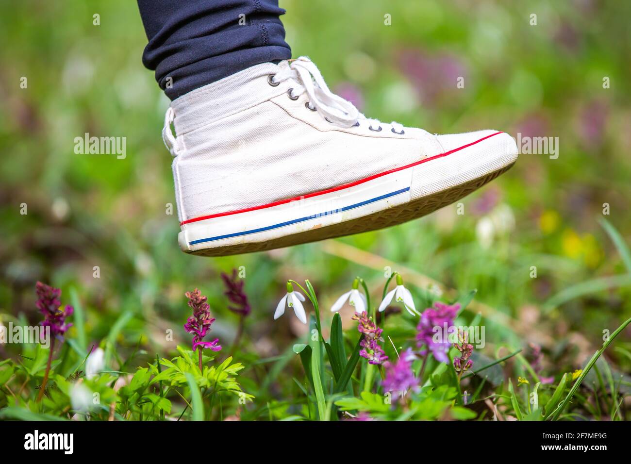 The foot of a woman shoes steps on a rare flowers in national park ...