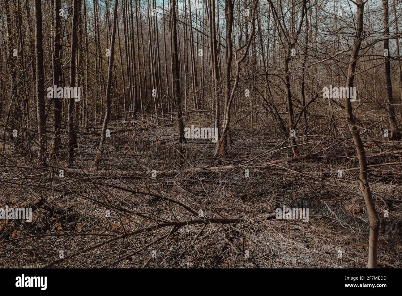 View to a floodplain forest with huge swamps and peat bogs, perfectly ...