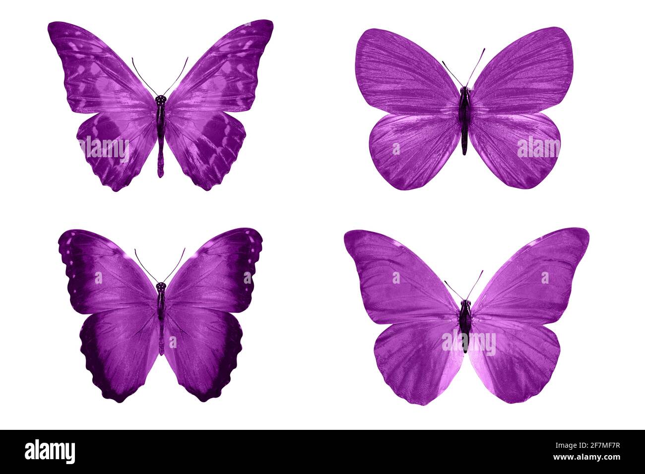 Pink butterflies isolated on white background. tropical moths. insects ...