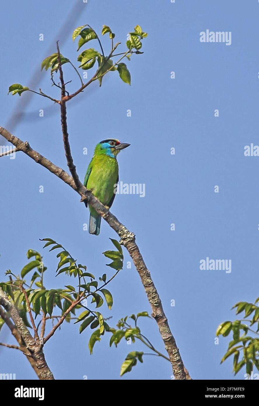 Annam highlands hi-res stock photography and images - Alamy