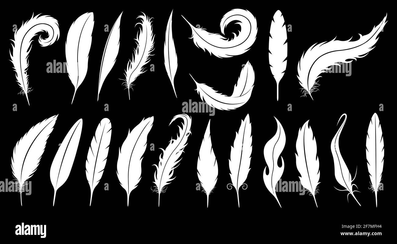 Group of different feathers with black in background Stock Photo - Alamy