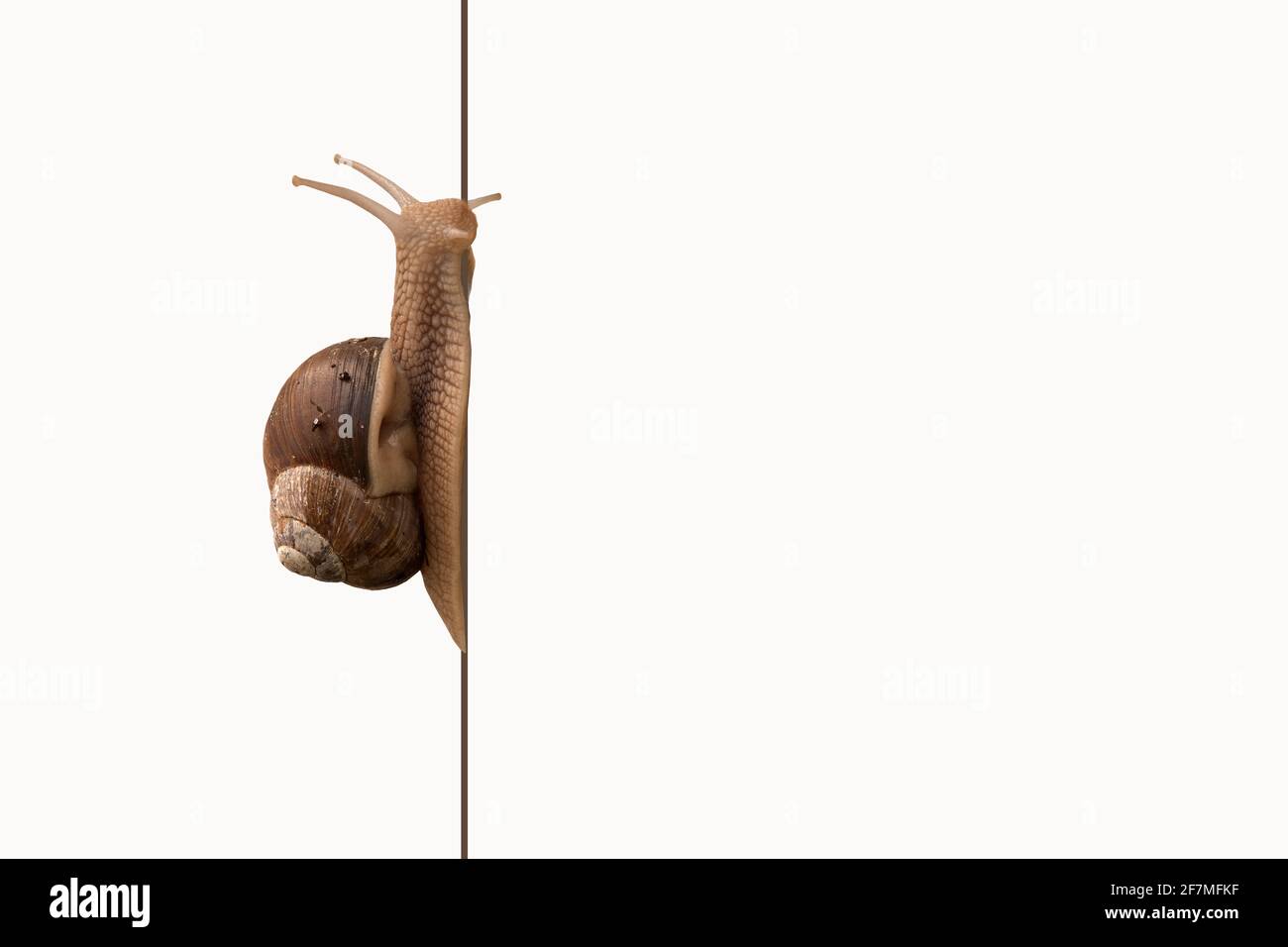 Motion speed wildlife Cut Out Stock Images & Pictures - Alamy