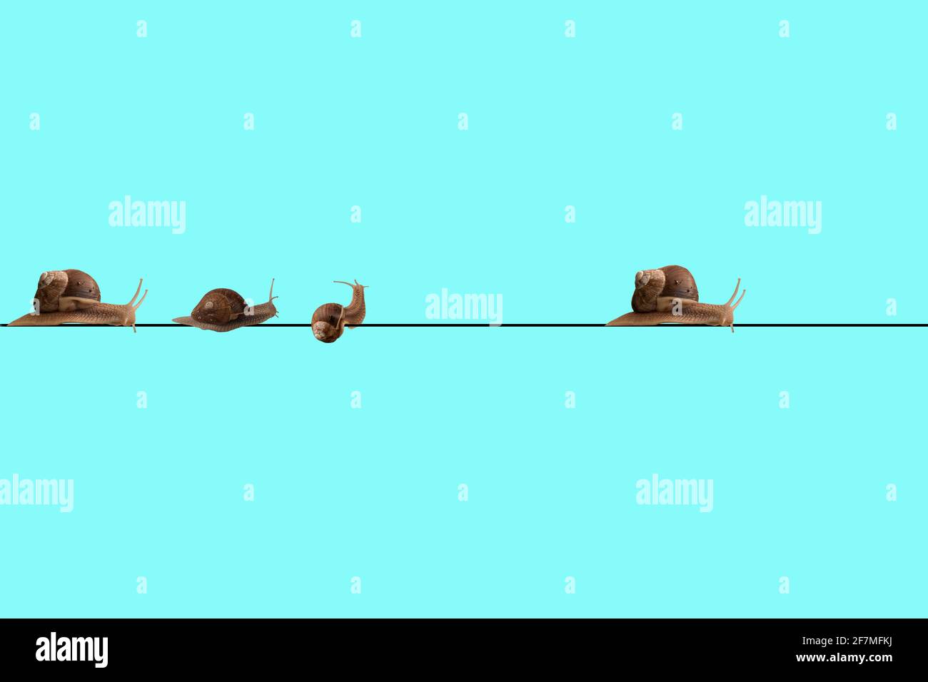 Motion speed wildlife hi-res stock photography and images - Alamy