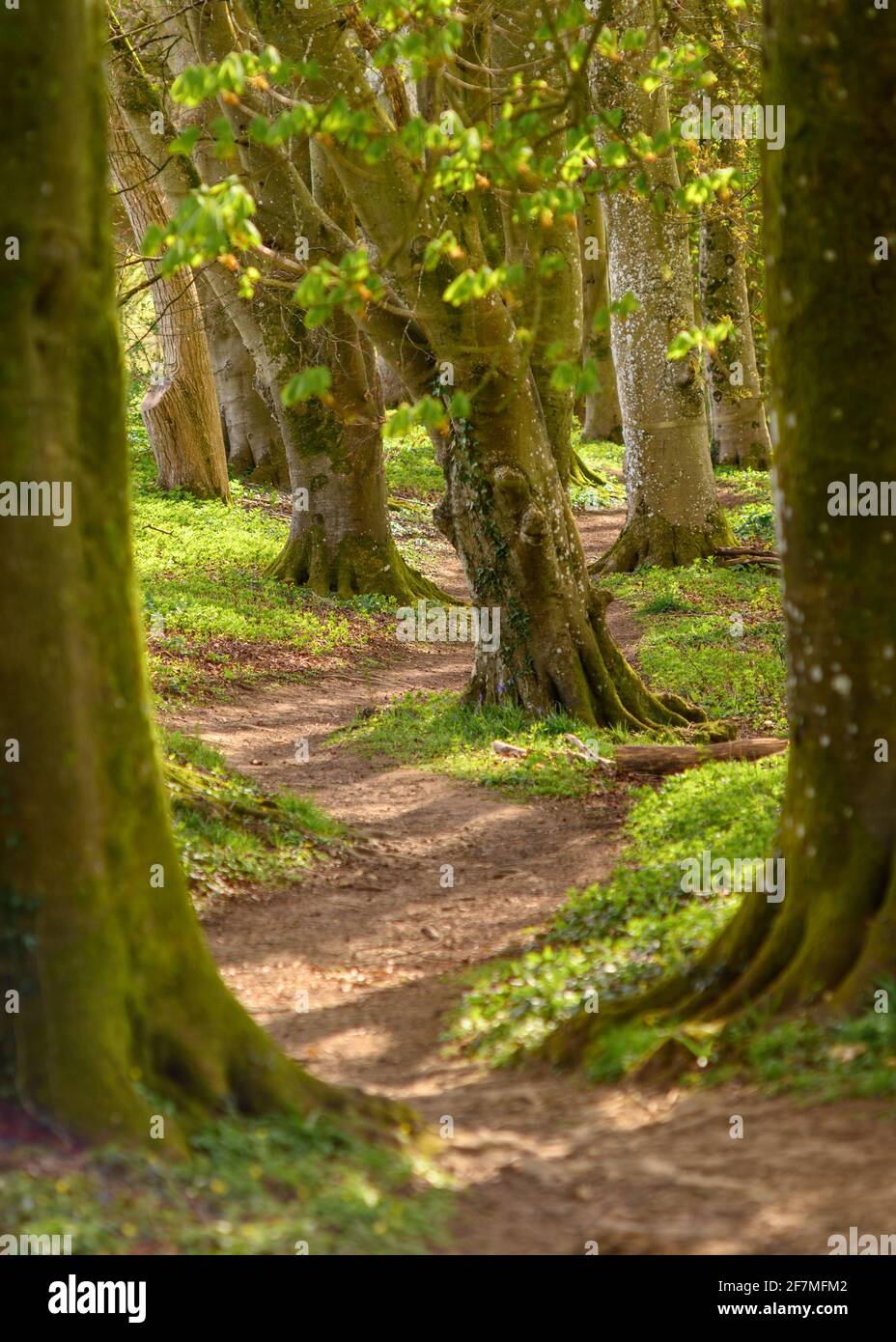 Footpath winding through trees hi-res stock photography and images - Alamy