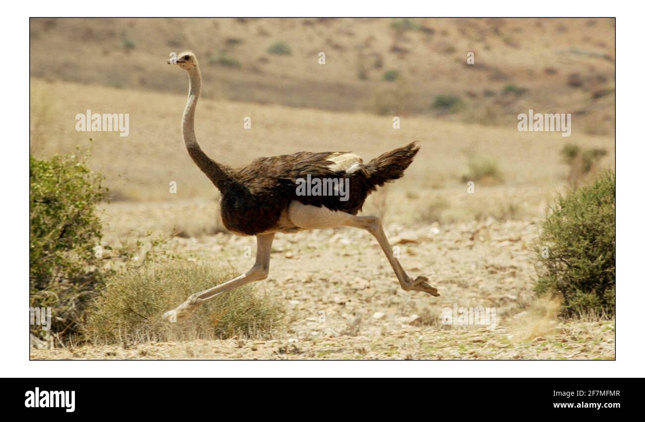 Namibia david Cut Out Stock Images & Pictures - Alamy