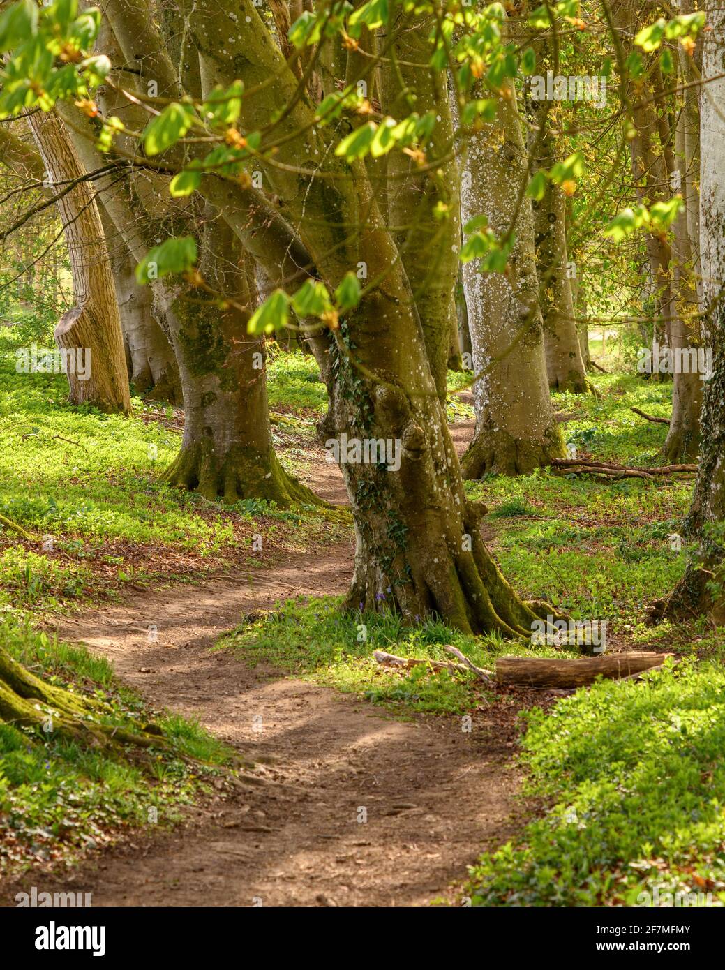 Footpath winding through trees Stock Photo - Alamy