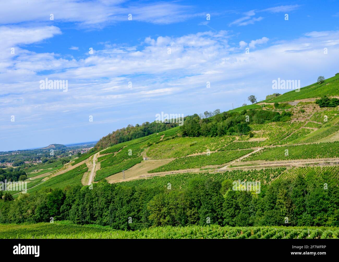 Green vineyards located on hills of Jura French region ready to harvest ...