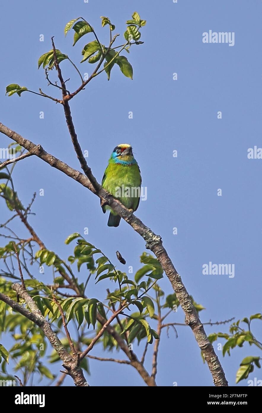 Annam Barbet (Psilopogon annamensis) adult male perched on branch ...