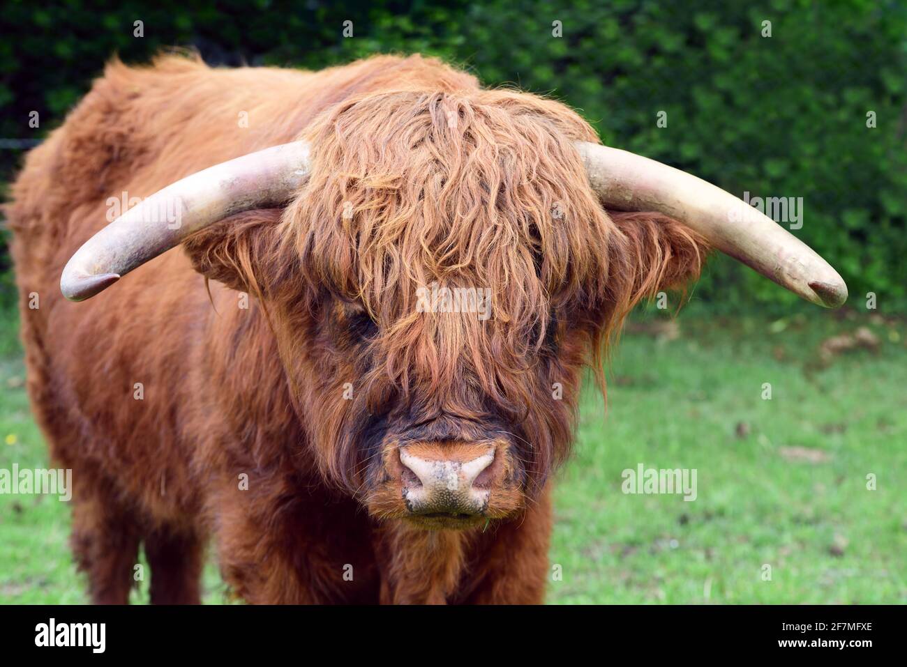 Hairy cattle hi-res stock photography and images - Alamy