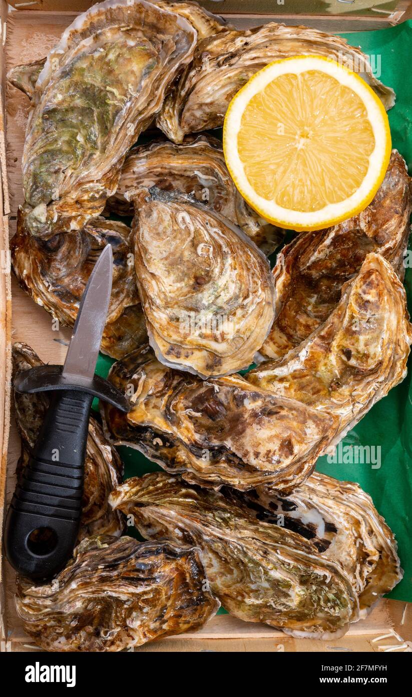 Eating of fresh big raw fine de claires vertes green french oysters ...
