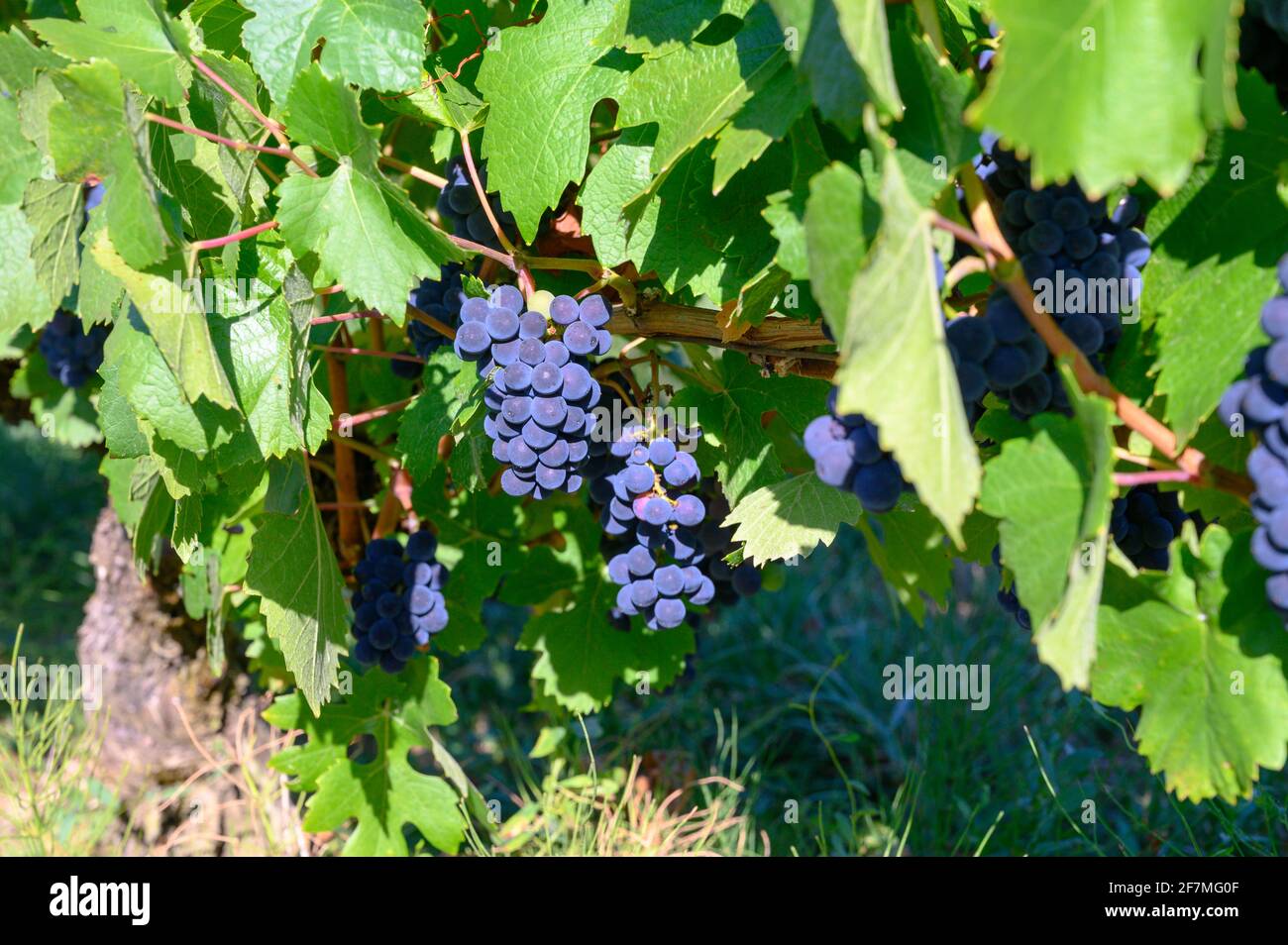 Trousseau grape hi-res stock photography and images - Alamy