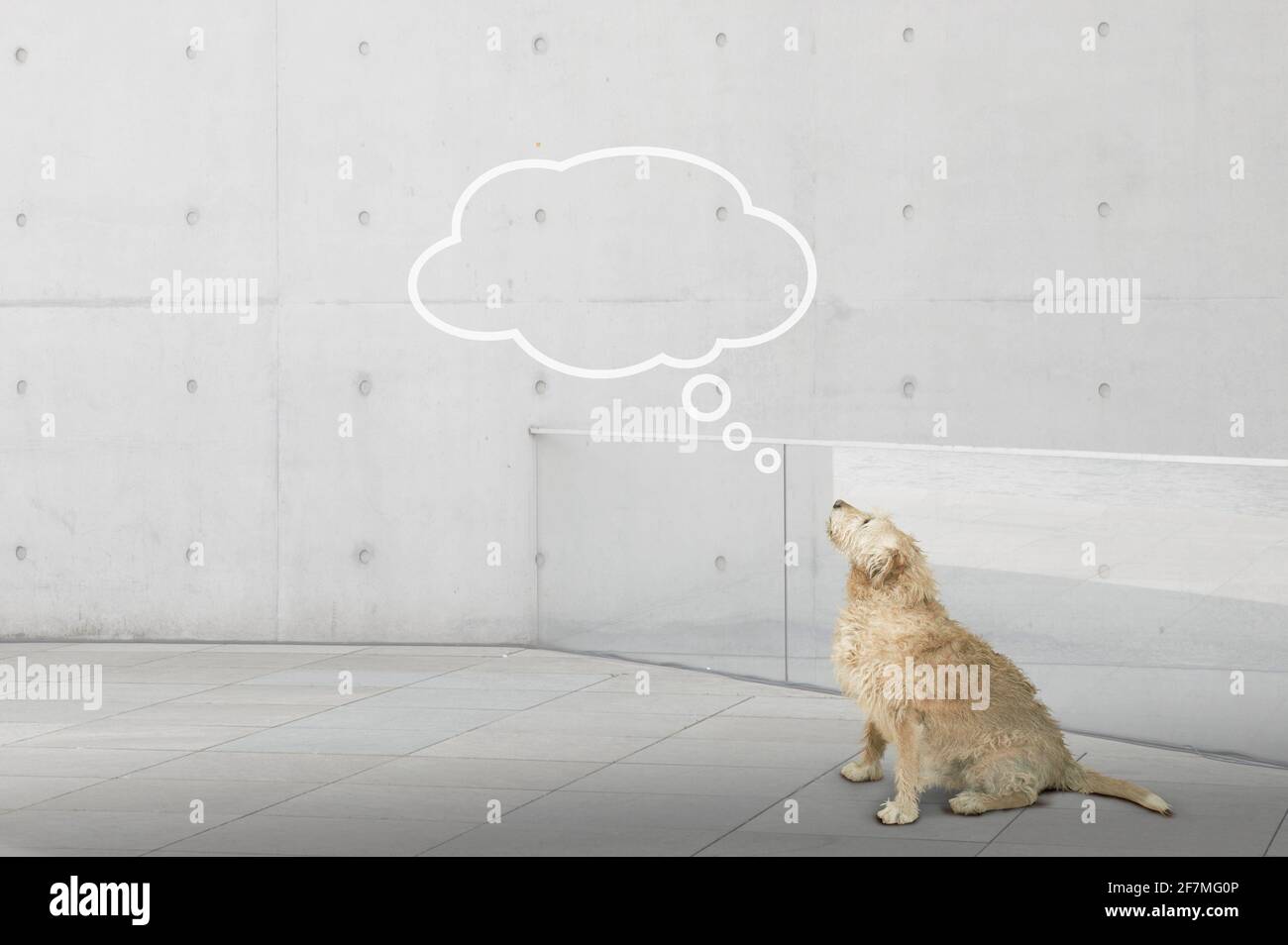 Thinking doggy hi-res stock photography and images - Alamy