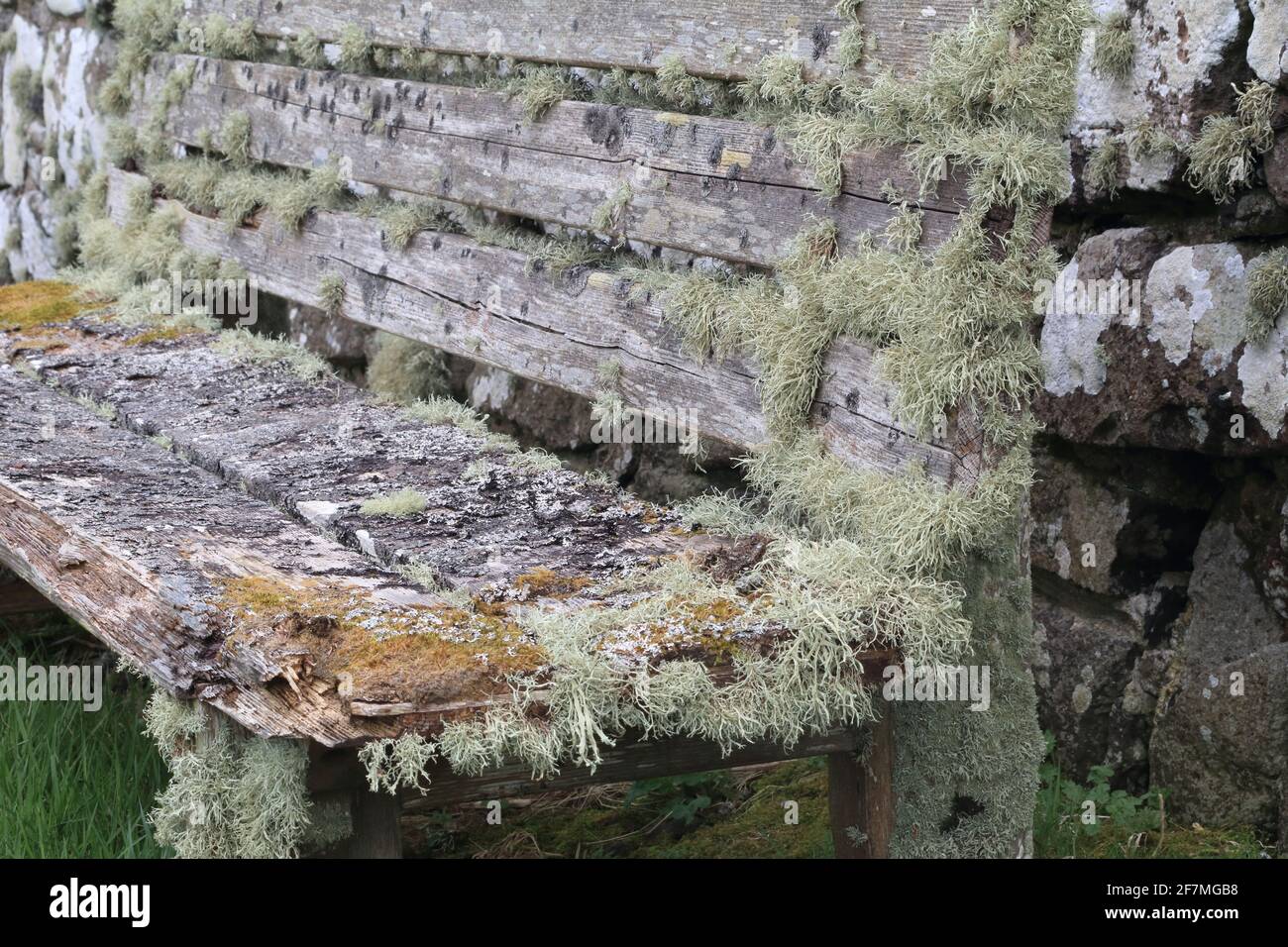 Lichen Covered Wooden Bench High Resolution Stock Photography and ...