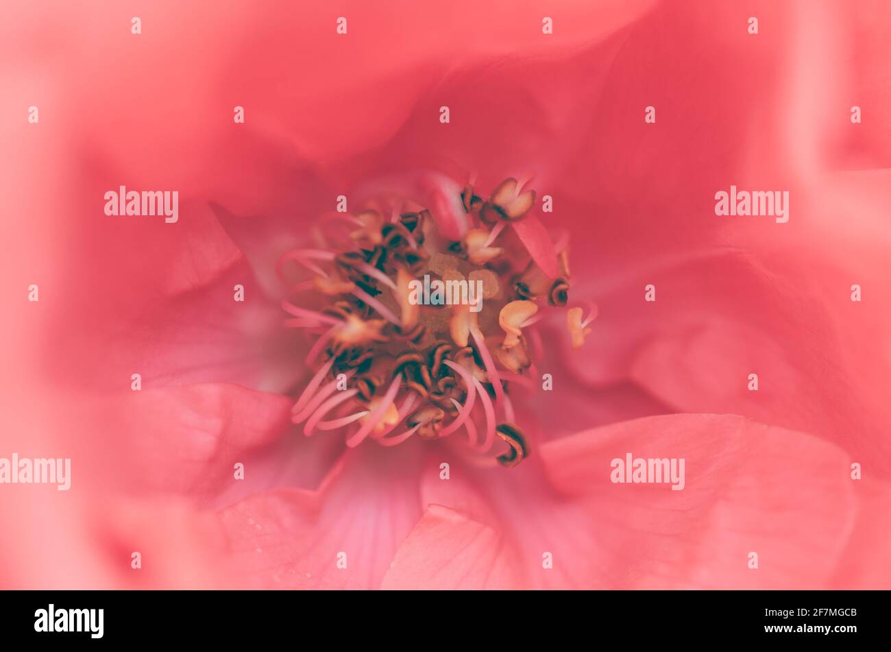 Macro photograph of the center of a rose. Textures of flowers Stock ...
