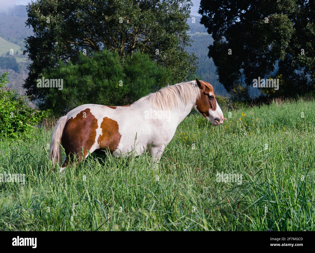Agricultural female animal scenic hi-res stock photography and images ...