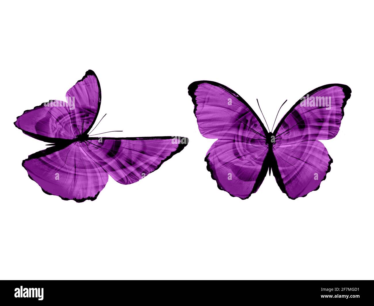 Pink butterflies isolated on white background. tropical moths. insects ...
