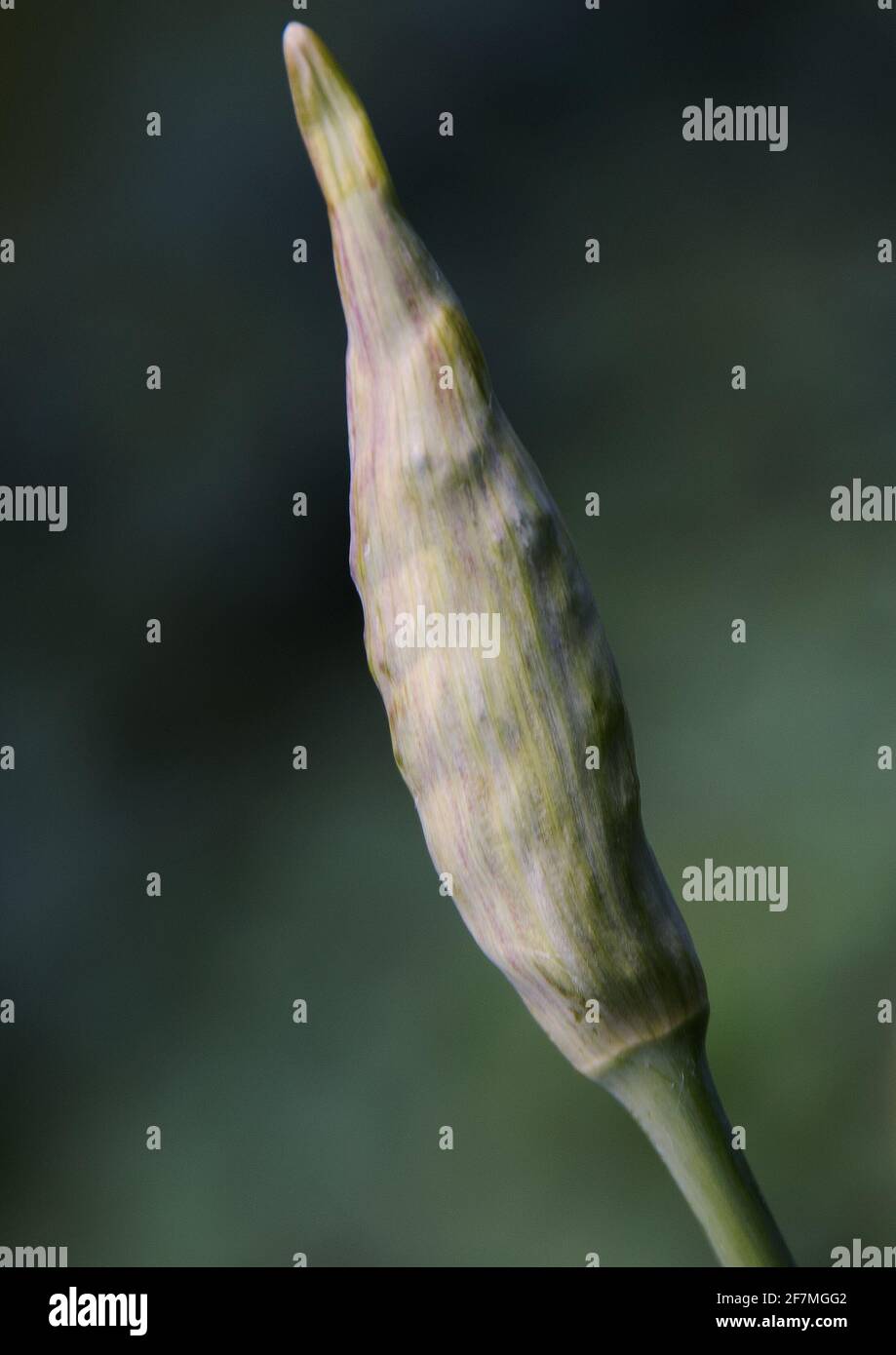 The sheath of the Sicilan honey garlic holds the tightly-packed flower ...