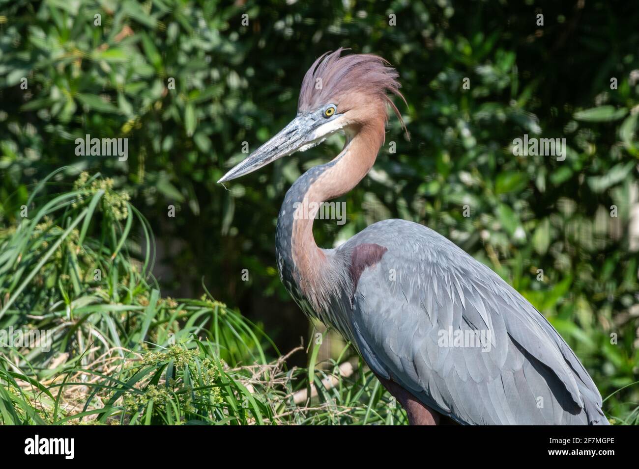 A Goliath heron (Ardea goliath), in the sunshine, also known as the ...