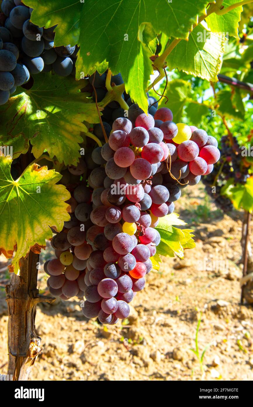 Ripe black or blue carignan wine grapes using for making rose or red ...