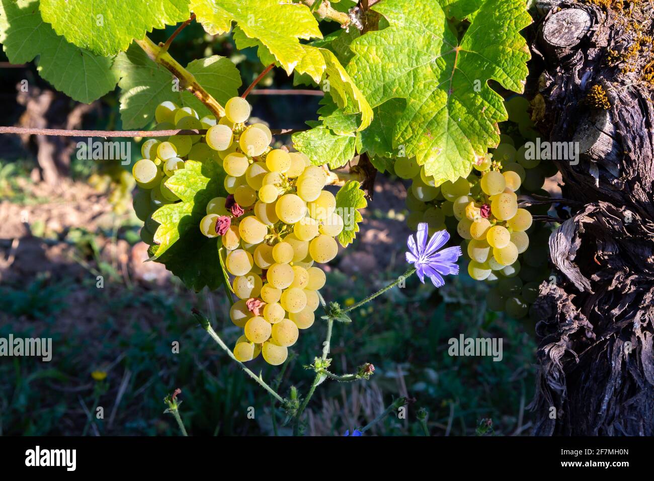 Green vineyards located on hills of Jura French region, white savagnin ...