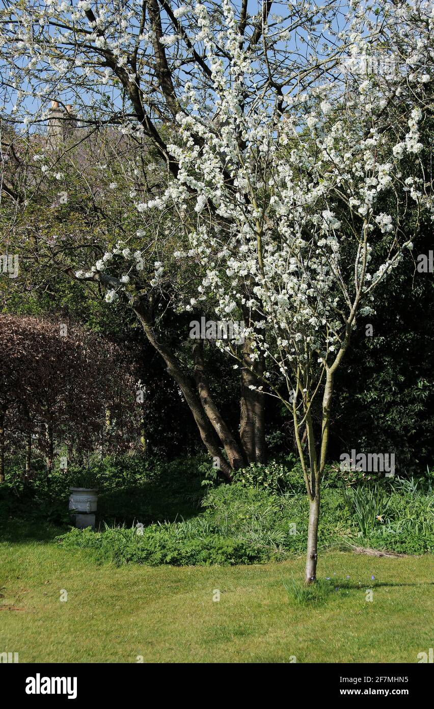 Ornamental Plum Tree High Resolution Stock Photography and Images - Alamy
